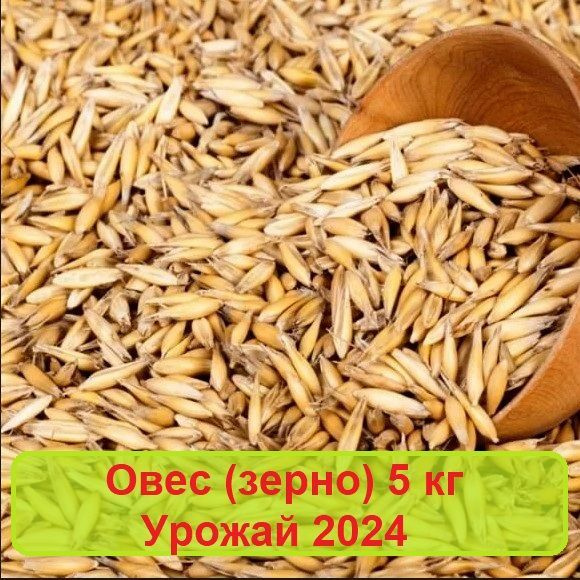Овес свежего урожая 5 кг, зерно для проращивания и самогона, 2024 год ...