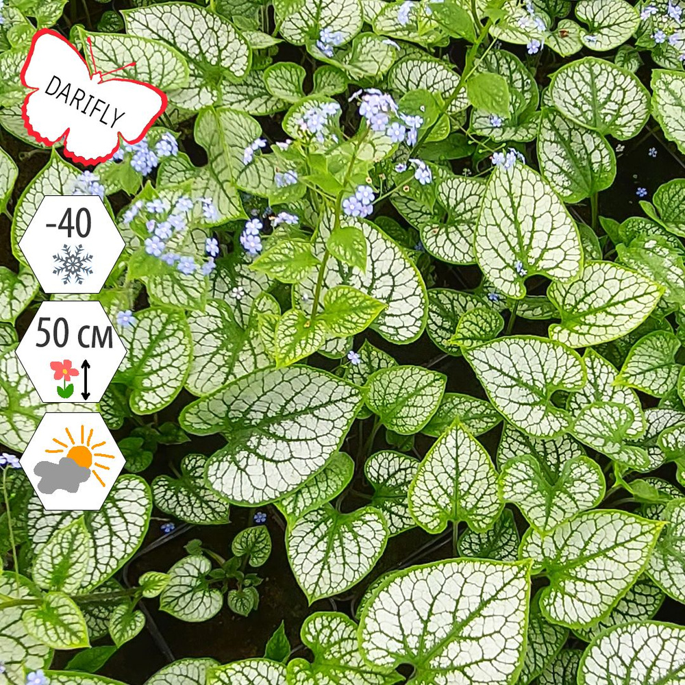 Бруннера крупнолистная Джек Фрост (Brunnera macrophylla Jack Frost ...