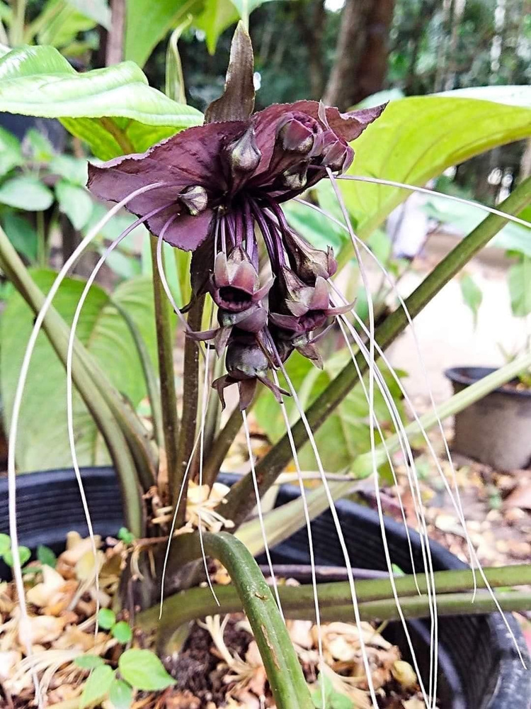 Такка Черная (Летучая Мышь) Tacca integrifolia корневище купить на OZON ...