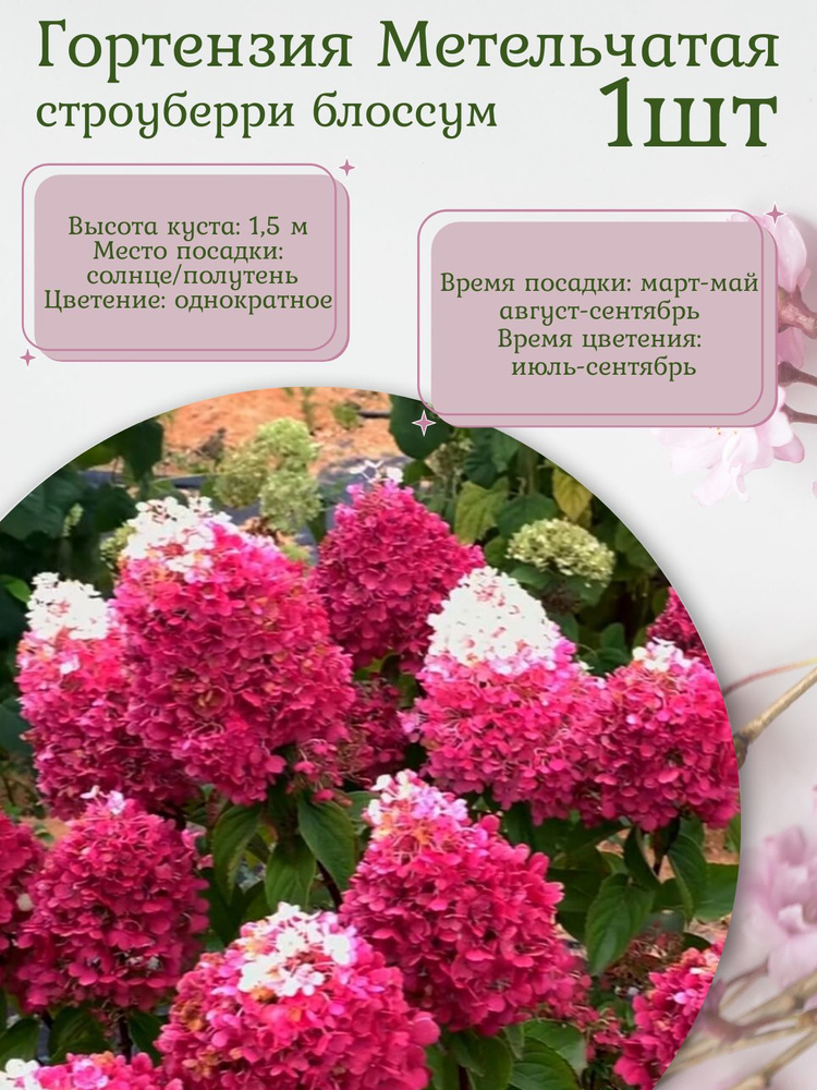 Гортензия метельчатая, многолетние цветы, саженец 1 шт. купить на OZON ...