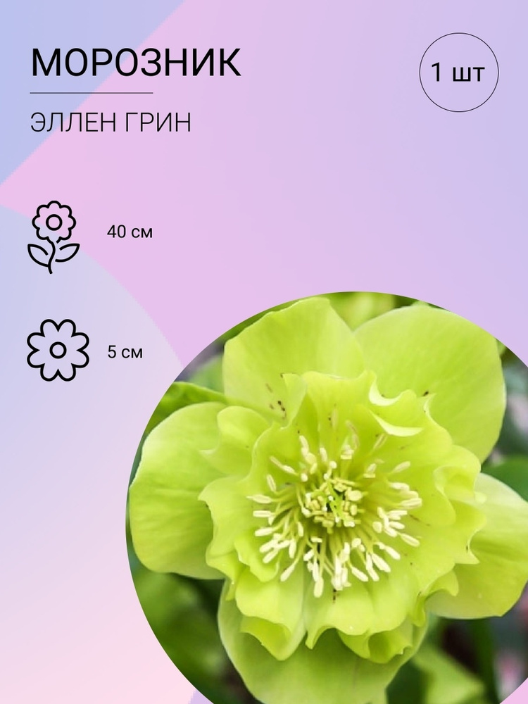Морозник Эллен Грин Кавказский, корень морозника, многолетние цветы ...