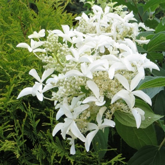 Гортензия метельчатая Грейт Стар - купить с доставкой по выгодным ценам ...