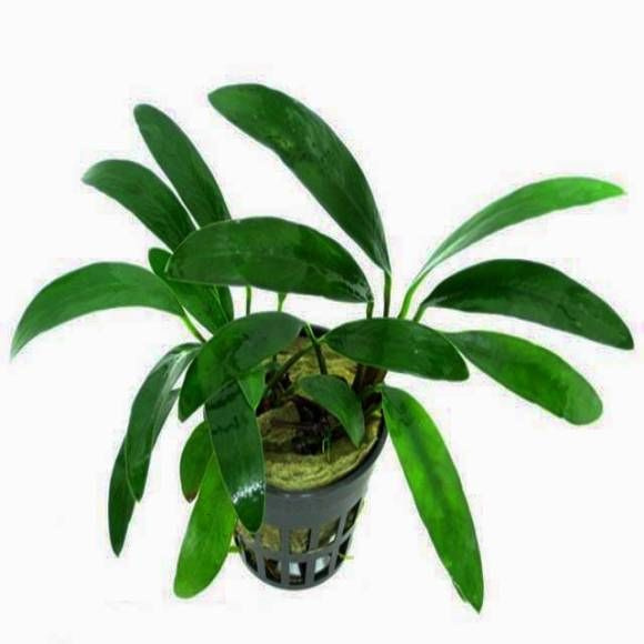 Анубиас афцели (1 куст) - Anubias afzelii. Живое аквариумное растение ...