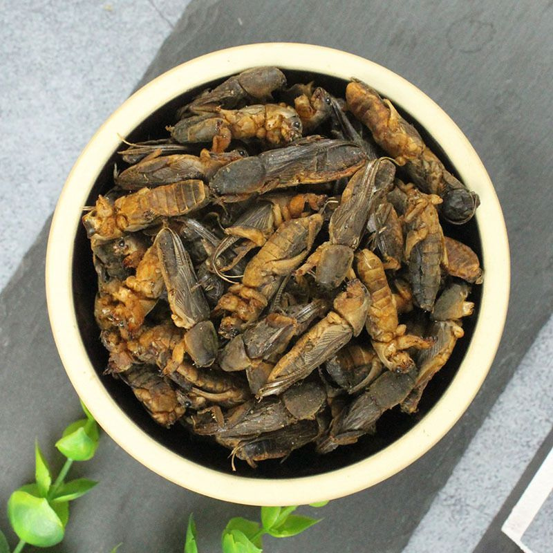 Медведка сушеная (30гр) "Камбоджийская" - купить с доставкой по ...