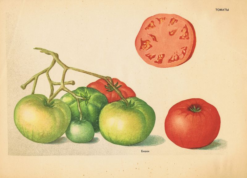 Хромолитография антикварная. Овощи. Томаты (помидоры) сорта Бизон. СССР ...