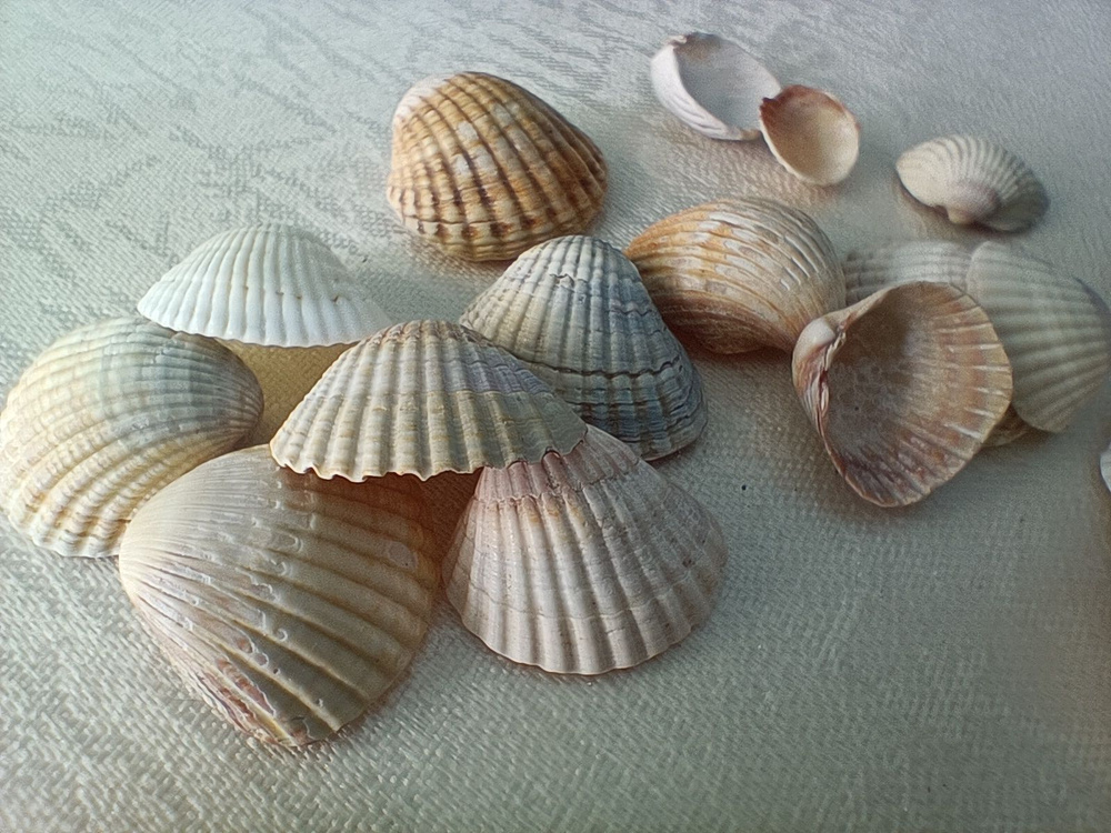 Ракушки морские натуральные - купить с доставкой по выгодным ценам в ...