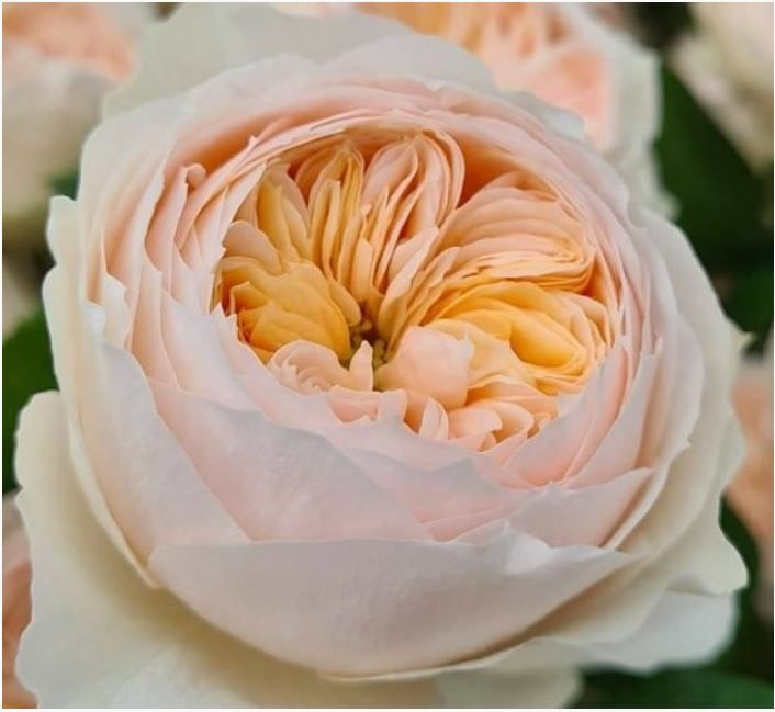 Роза Эмма Вудхаус - купить с доставкой по выгодным ценам в интернет ...