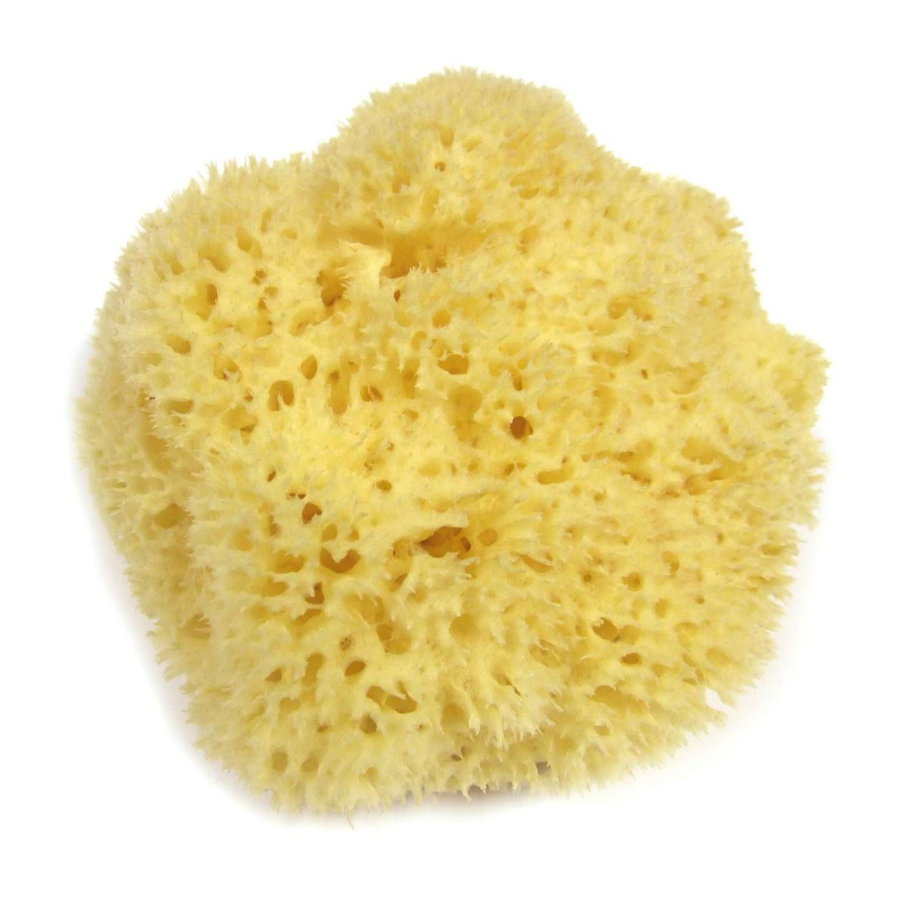 Натуральный спонж для тела / Hydrea London Honeycomb Sea Sponge S ...