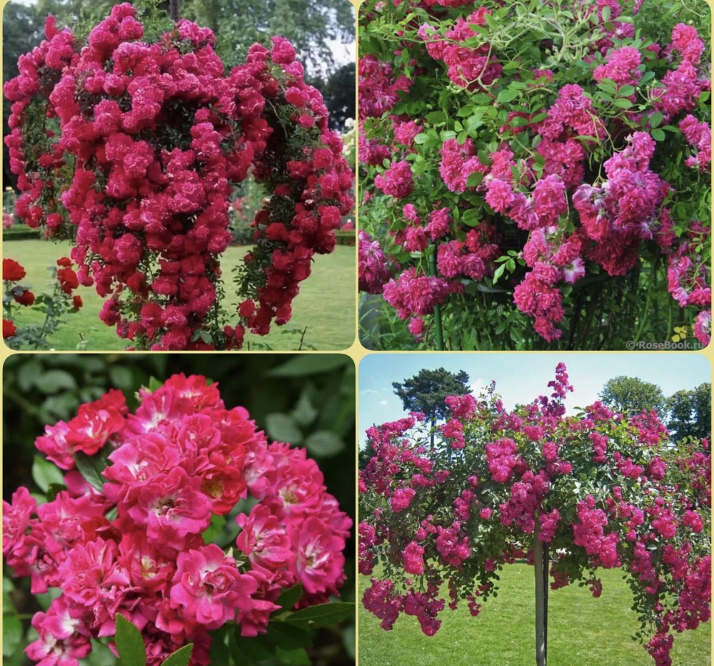 Роза плетистая Super Excelsa - купить с доставкой по выгодным ценам в ...