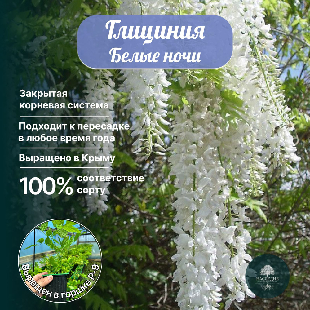 Саженцы Глициния Белые Ночи - купить с доставкой по выгодным ценам в ...